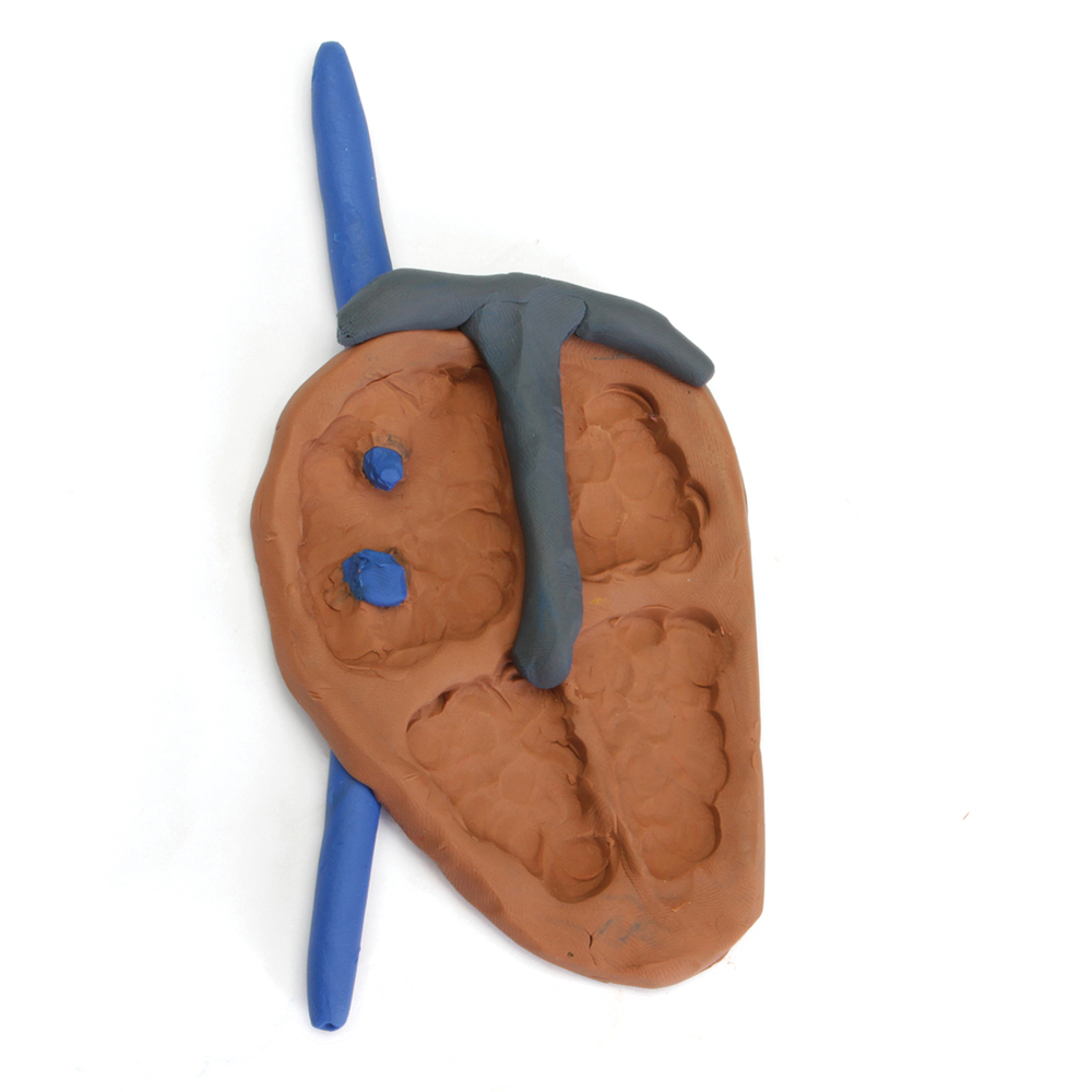 Constructing a Model of the Human Heart Kit | Carolina Biological Supply