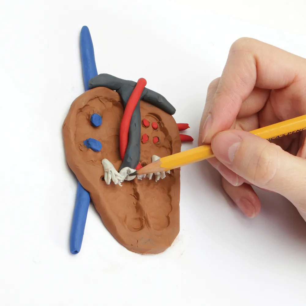 Constructing a Model of the Human Heart Kit | Carolina Biological Supply