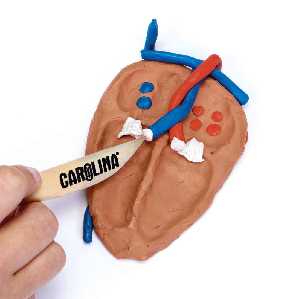 Constructing a Model of the Human Heart Student Mini Kit | Carolina ...