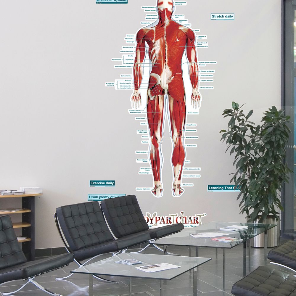 Muscular System Rear Labeled Bodypartchart Official Site