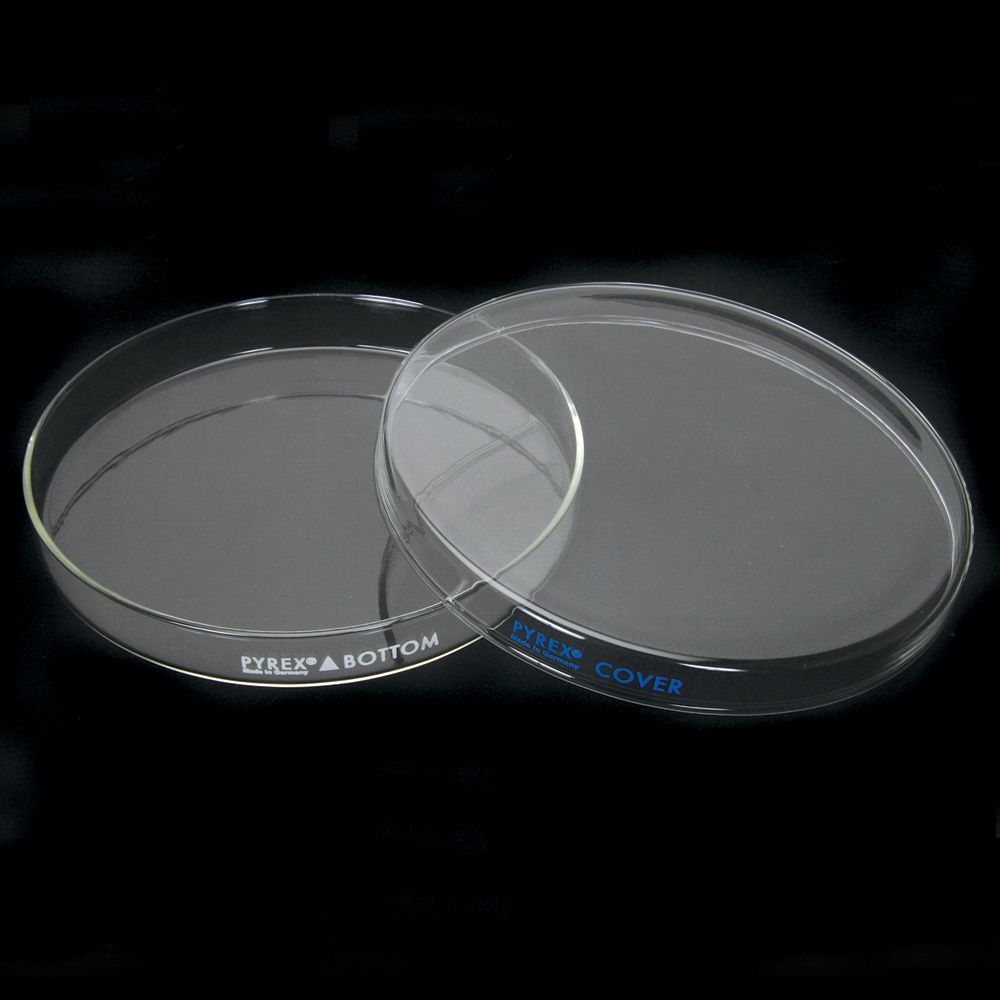Pyrex®, Petri Culture Dish, 150 x 15 mm | Carolina Biological Supply