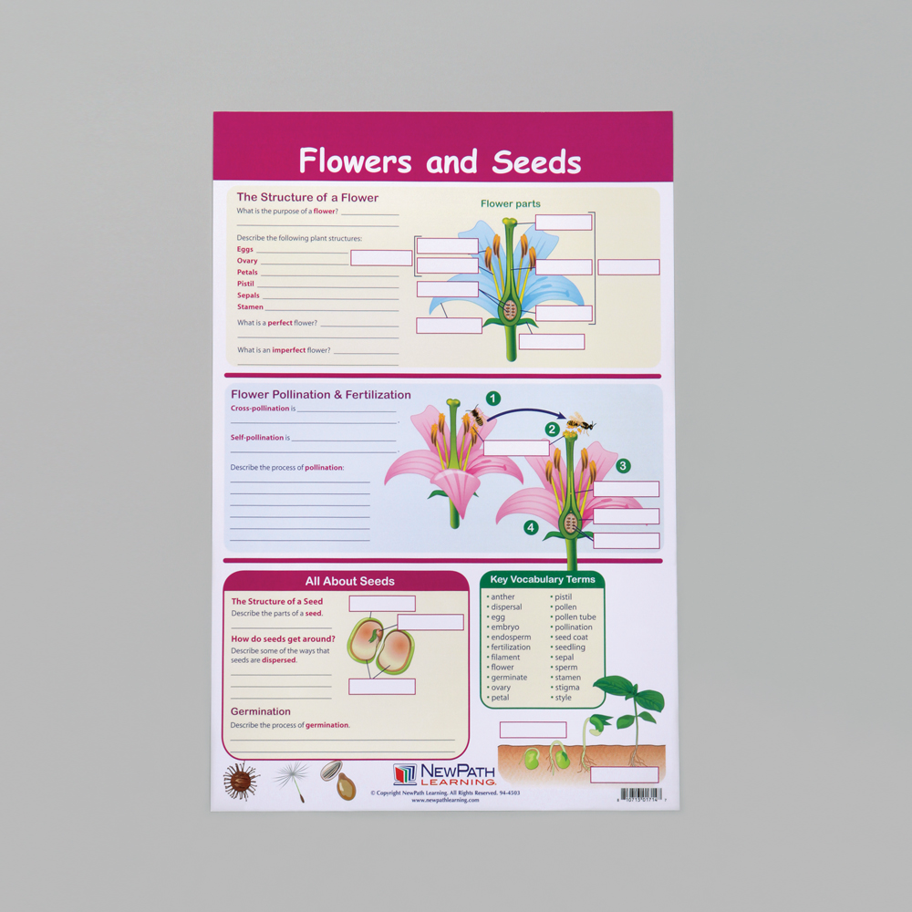 All About Plants Bulletin Board Chart Set | Carolina Biological Supply