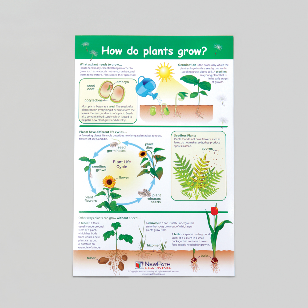 All About Plants Bulletin Board Chart Set | Carolina Biological Supply