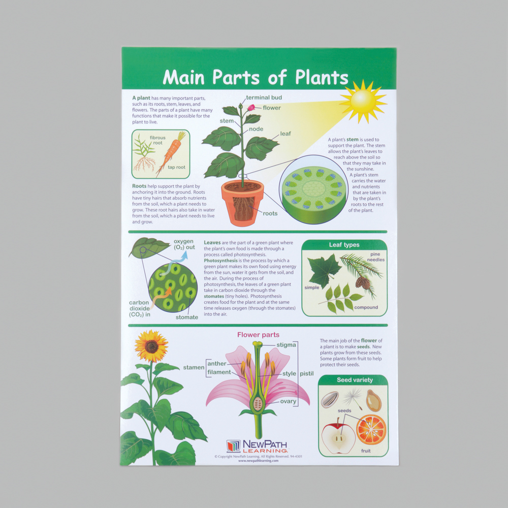 All About Plants Bulletin Board Chart Set | Carolina Biological Supply