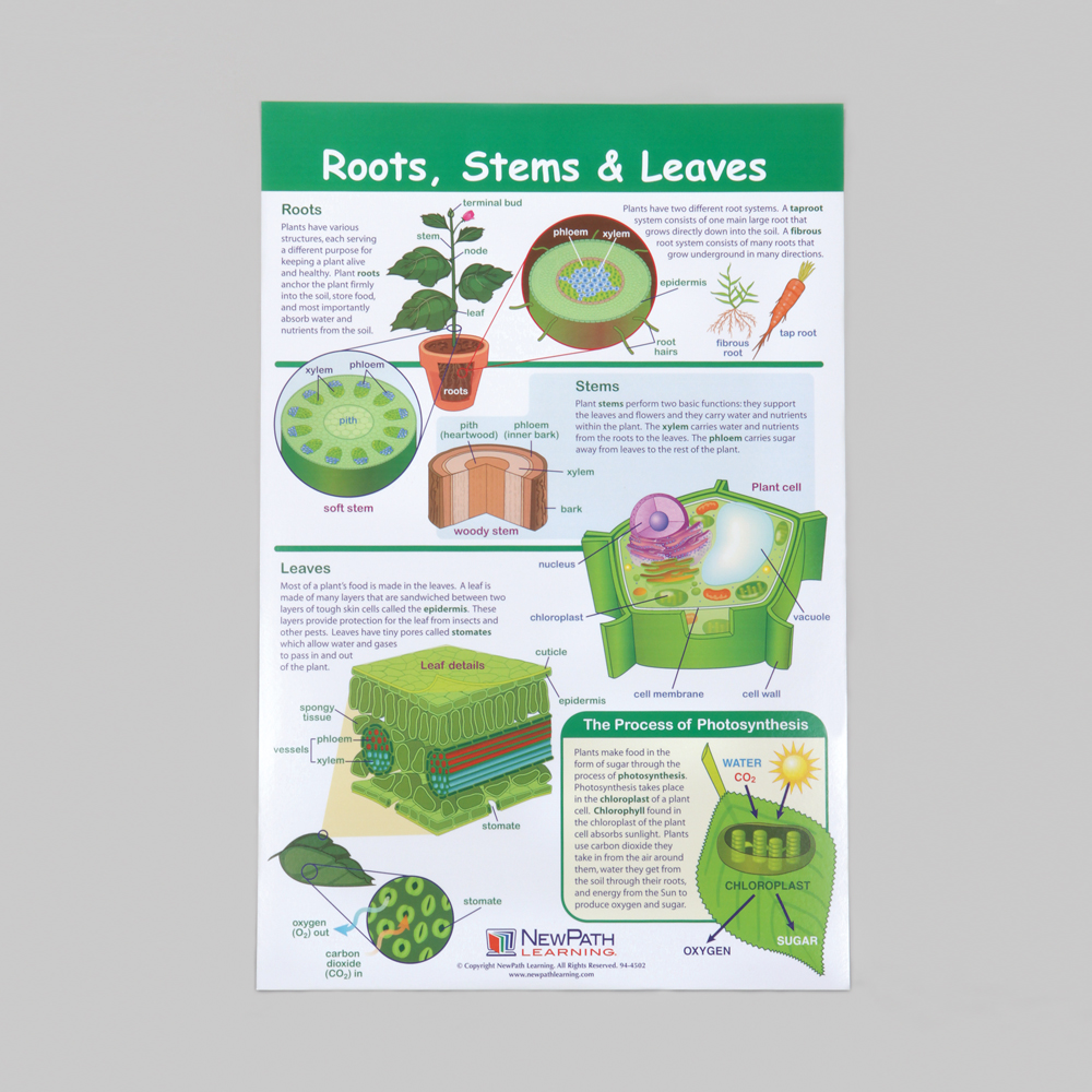 All About Plants Bulletin Board Chart Set | Carolina Biological Supply