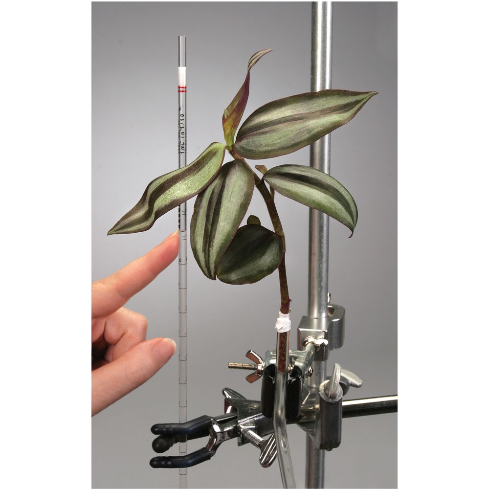 Carolina Investigations® for Use with AP® Biology: Transpiration 1 ...