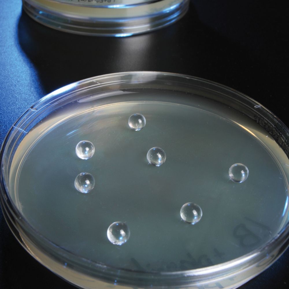 Carolina Investigations® for AP® Biology: Transformation 8-Station Kit ...