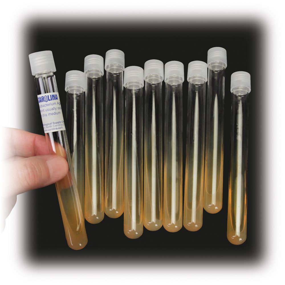 Photobacterium Agar, Prepared Media Tubes, Pack of 10 | Carolina ...