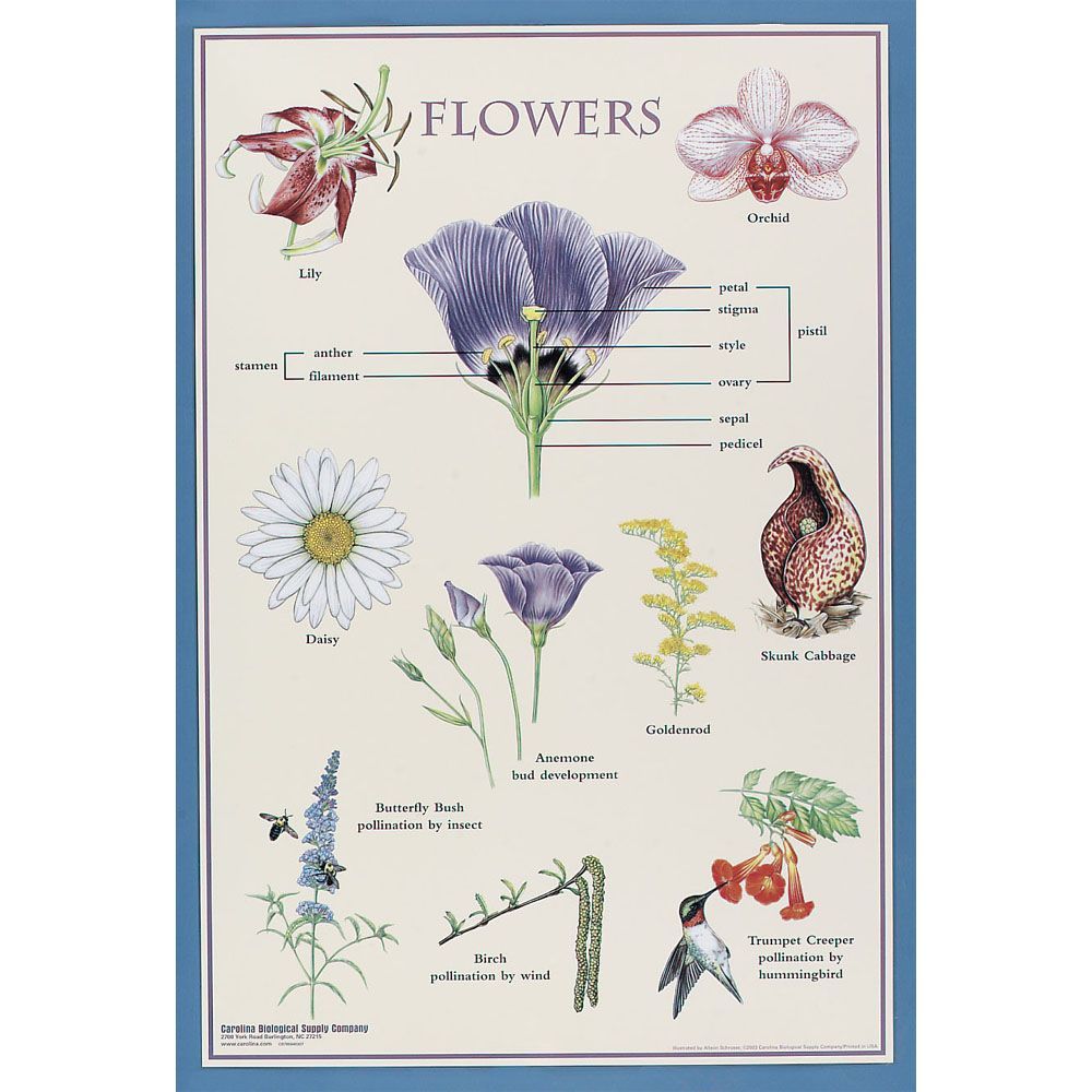 Educational Botany Posters