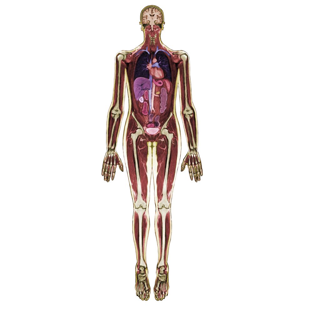 Look Inside Me MRI Scan Set | Carolina Biological Supply