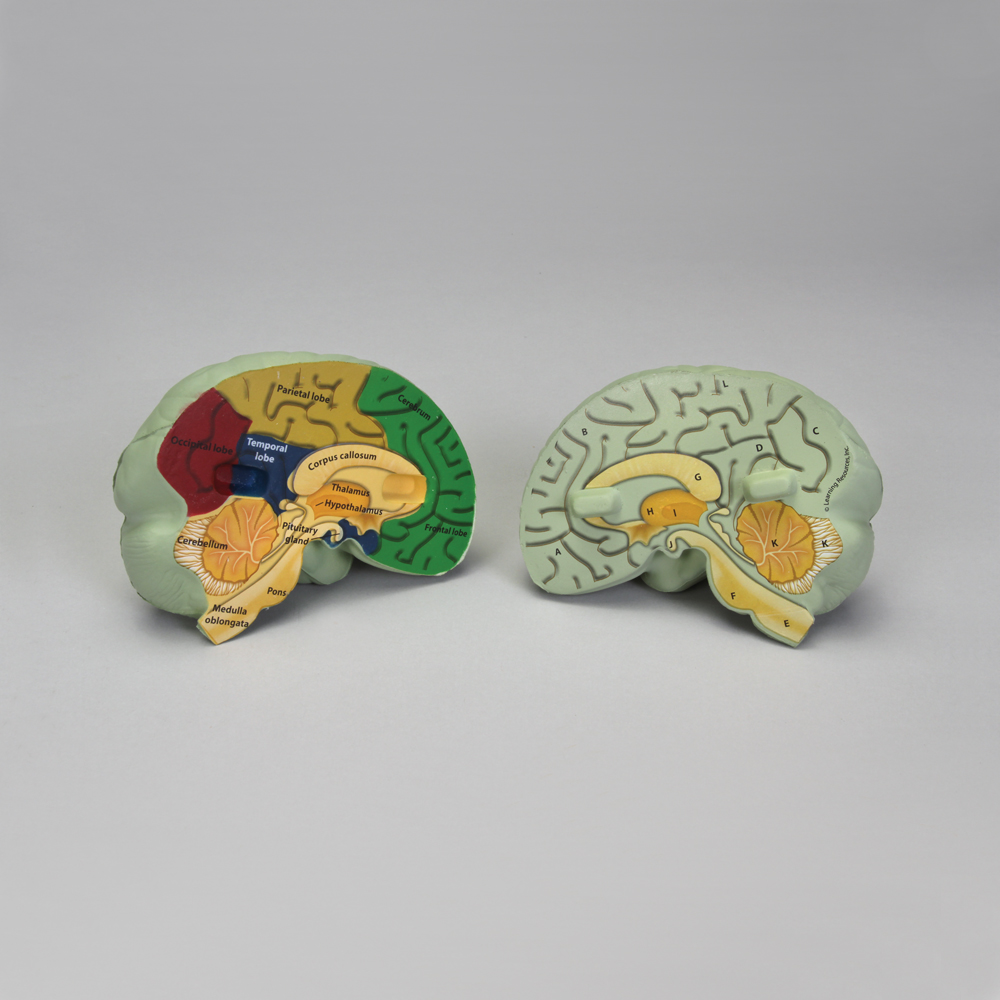 Human Brain Model | Carolina Biological Supply