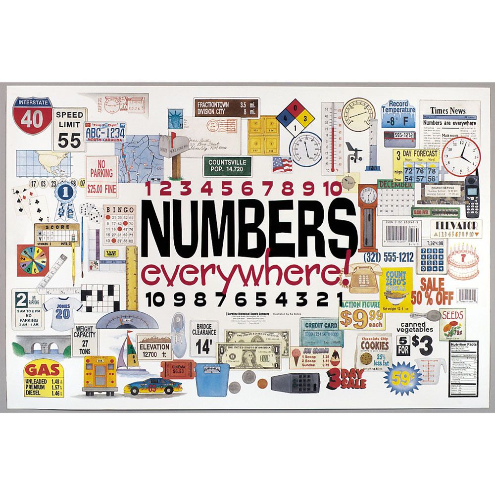 Numbers Everywhere | Carolina.com