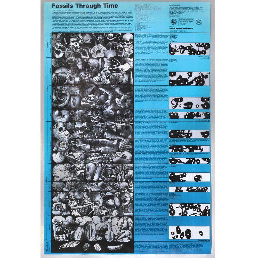 Poster: Fossils Through Time | Carolina.com