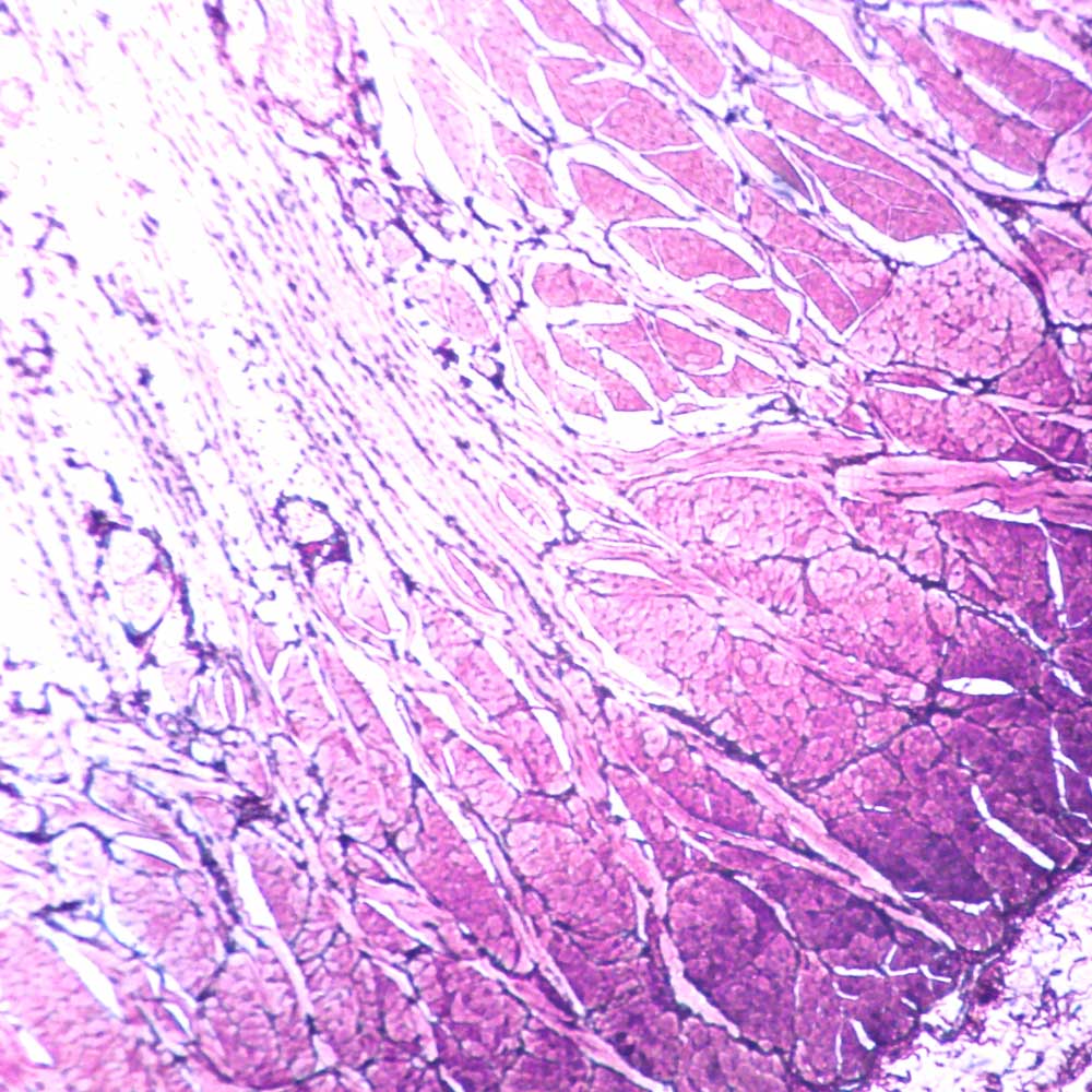 Tongue Silver, Microscope Slide | Carolina Biological Supply