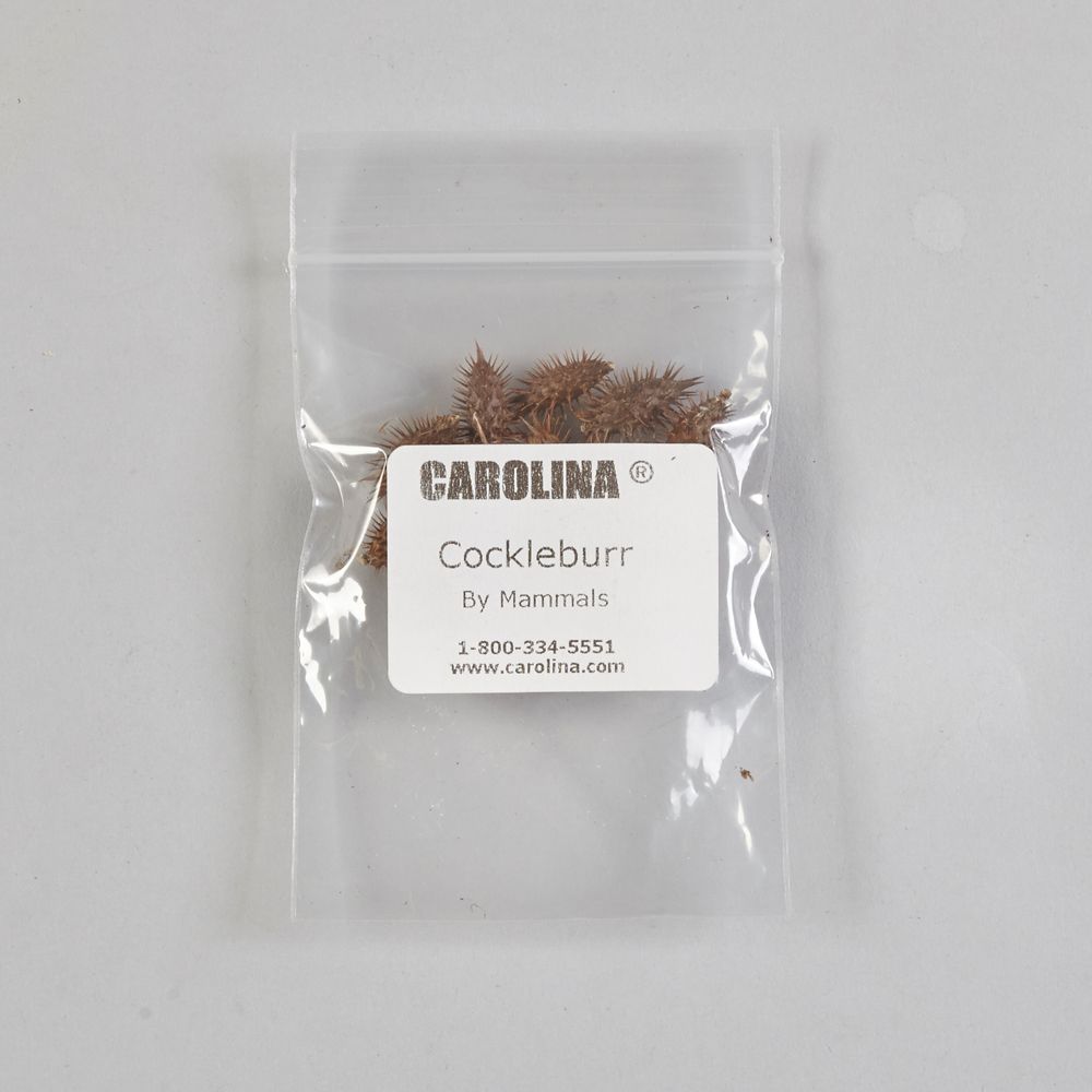 Cockle Burr Seeds | Carolina Biological Supply