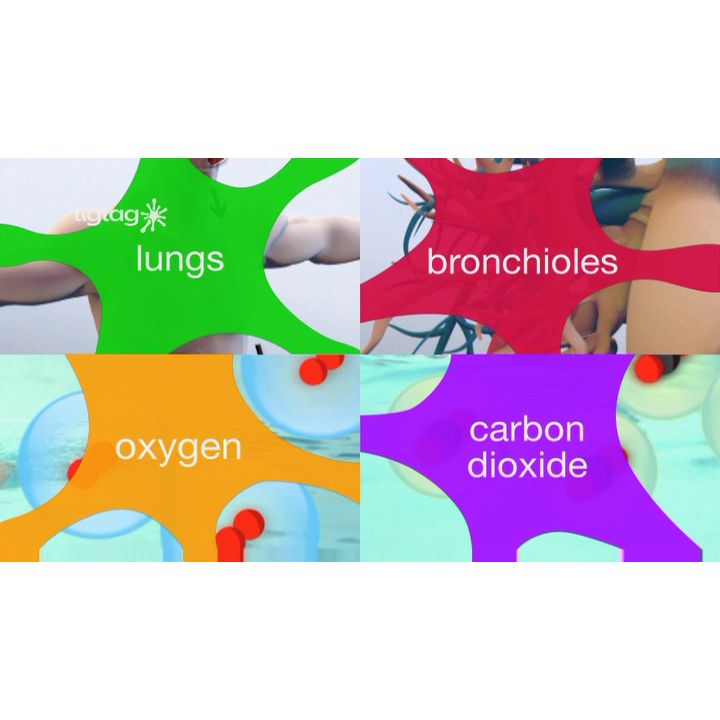 Follow a Human Breath | Carolina.com