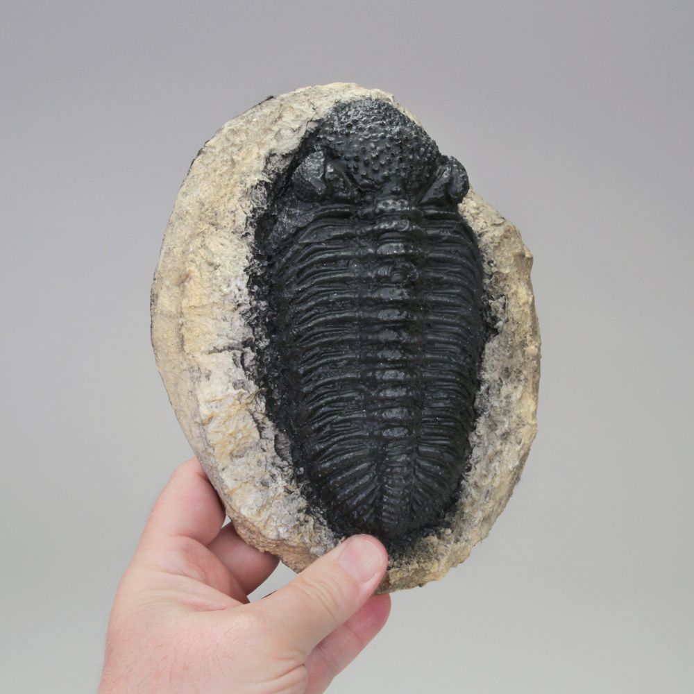 Giant Trilobite Replica | Carolina.com