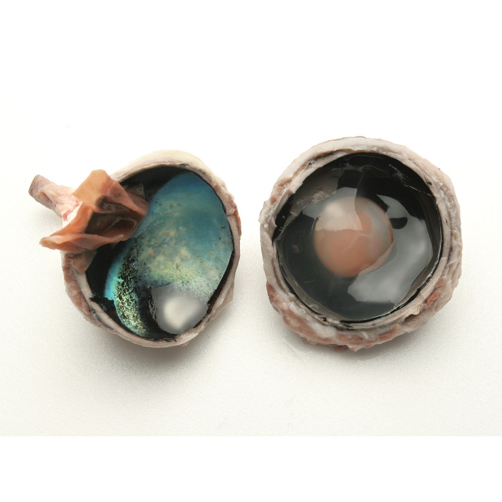 Carolina's Perfect Solution® Cow Eye, Plain, Pail | Carolina Biological ...