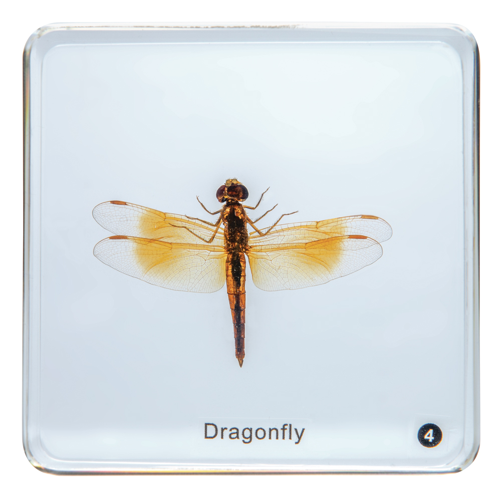 Carolina® Dragonfly Life Cycle Set | Carolina Biological Supply