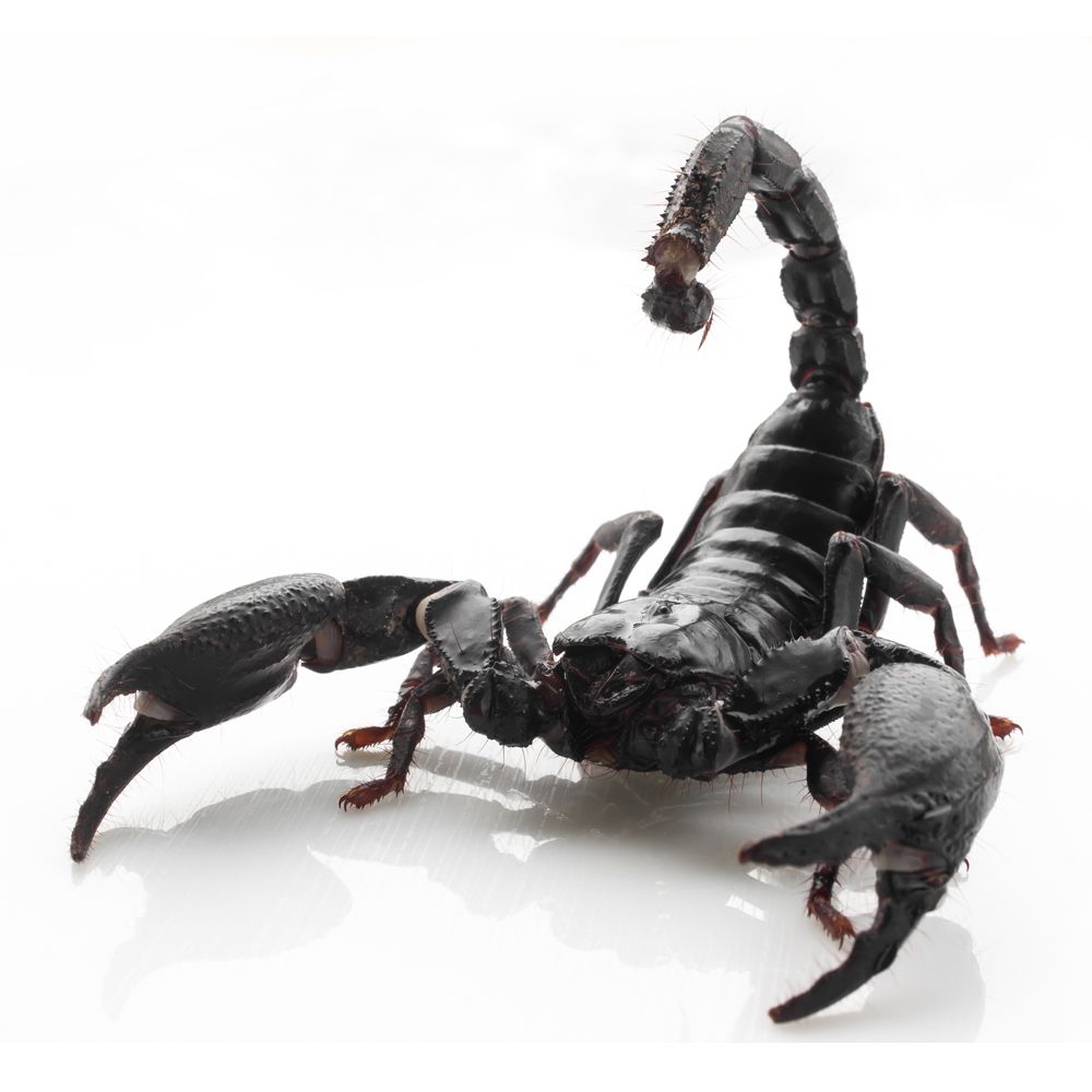 Scorpion, Living | Carolina Biological Supply