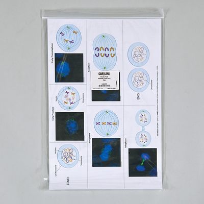 Mitosis Card Sort Key, Pack of 10 | Carolina Biological Supply