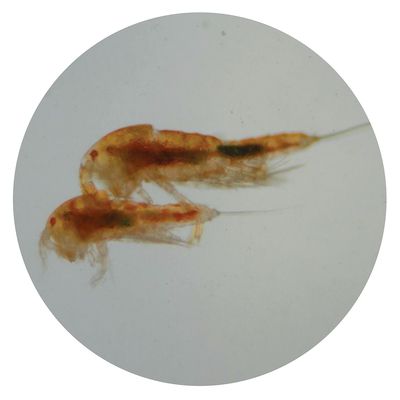 Marine Copepod (Tigriopus californicus), Living | Carolina Biological ...
