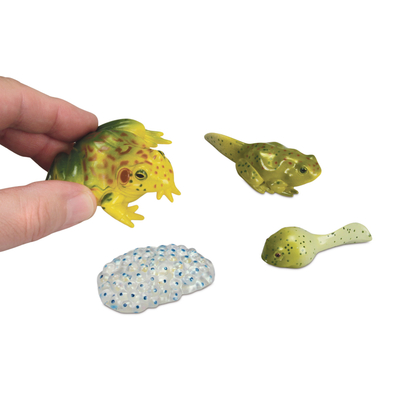 Frog Life Cycle Stages Set | Carolina Biological Supply