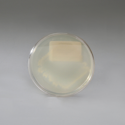 Bacillus subtilis, Living, Plate | Carolina Biological Supply