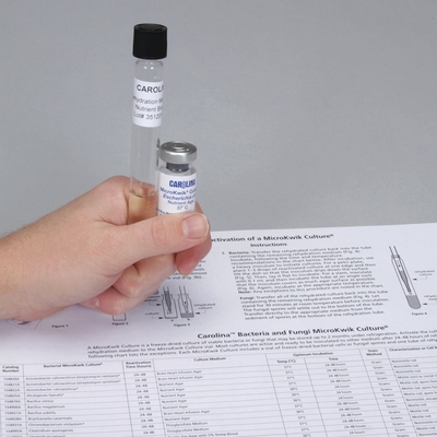 Escherichia coli, MicroKwik Culture®, Vial | Carolina Biological Supply