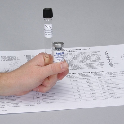 Escherichia coli, MicroKwik Culture®, Vial | Carolina Biological Supply