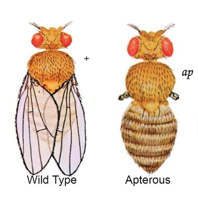 Carolina® Easy Fly® Drosophila Culture, Apterous, Living, Vial of 12–20 ...