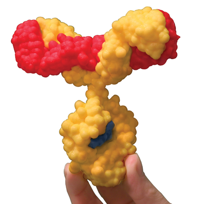 Antibody and Antigen Models Set | Carolina Biological Supply