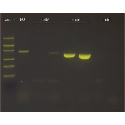 eDNA: Sampling Soil for Antibiotic Resistance Kit (with consumables ...