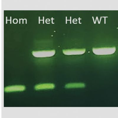 Blue Egg Gene (oocyan allele [O]) Chicken DNA Test, 38 Tests | Carolina ...