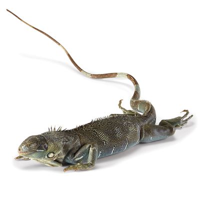 Carolina's Perfect Solution® Preserved Iguana, Plain, 1 Per Bag ...