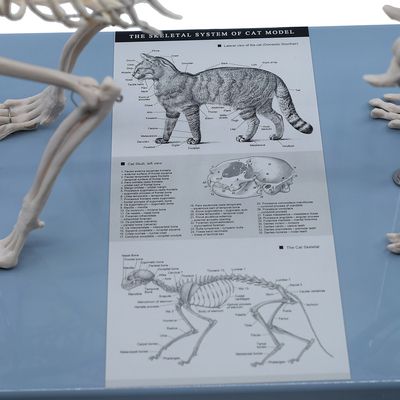 Cat Skeleton Model | Carolina Biological Supply