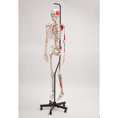 Altay® Human Muscular Skeleton, Hang-Up | Carolina Biological Supply