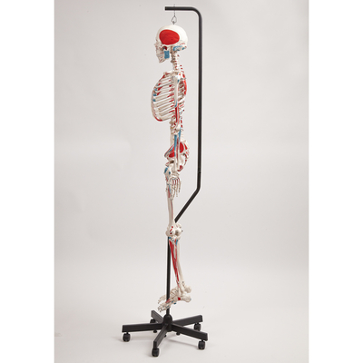 Altay® Human Muscular Skeleton, Hang-Up | Carolina Biological Supply