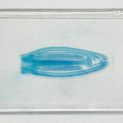 Lily Young Flower Bud, l.s., 12 µm Microscope Slide | Carolina ...