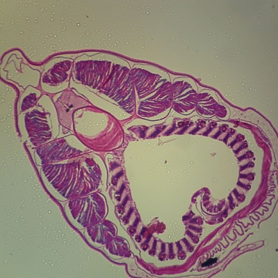 Amphioxus Pharyngeal Region, c.s. 7 µm, H&E Microscope Slide | Carolina ...