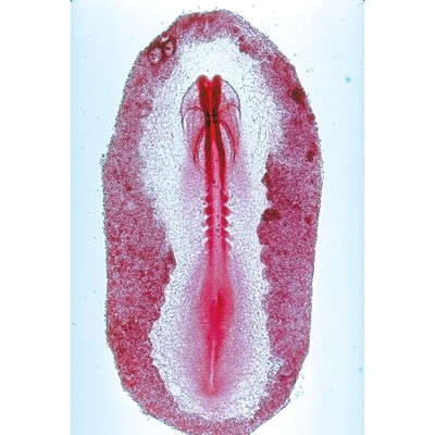 Chick 24-Hour Embryo Slide, w.m. | Carolina Biological Supply