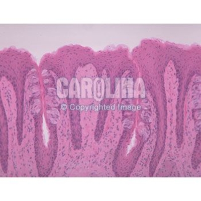Introductory Histology Microscope Slide Set | Carolina.com