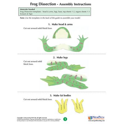 Origami Organelles™ 3-D Model Kit: Frog Dissection | Carolina ...