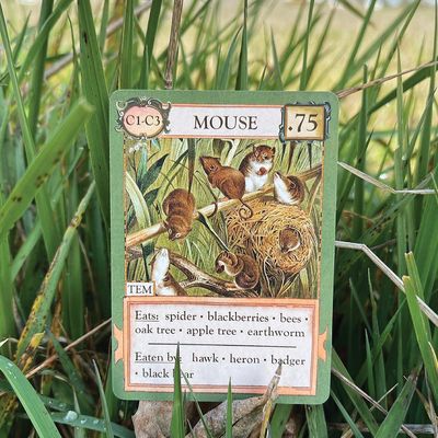 Ecologies Card Game | Carolina Biological Supply