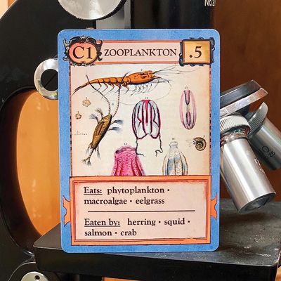 Ecologies Card Game | Carolina Biological Supply