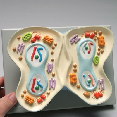 Altay Animal Cell Meiosis Model Set | Carolina Biological Supply