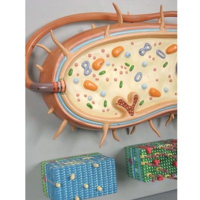 Altay® Bacterium Model Set | Carolina Biological Supply
