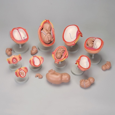 Altay® Human Fetal Development Model Set | Carolina Biological Supply