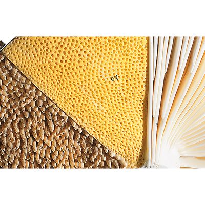 Somso® Structure of Hat Fungi Model | Carolina Biological Supply