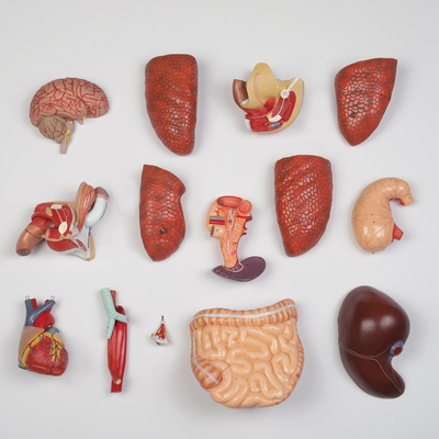 Altay® Deluxe Human Male and Female Torso Model | Carolina Biological ...